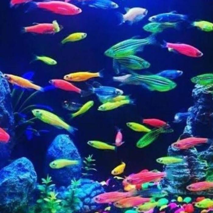 Jual IKAN HIAS DANIO ZEBRA WARNA LENGKAP - Kab. Trenggalek - OMAHBERTA ...