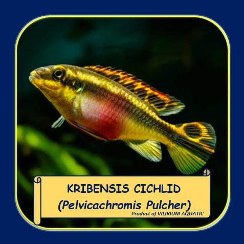 Jual IKAN HIAS AIR TAWAR - KRIBENSIS CICHLID - Jakarta Pusat - Vilirium ...