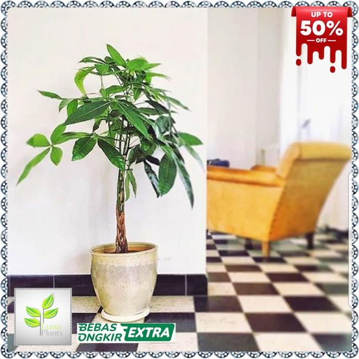 Promo Tanaman Hias Pot Pachira Kepang 9 Money Tree - Kab. Bogor ...