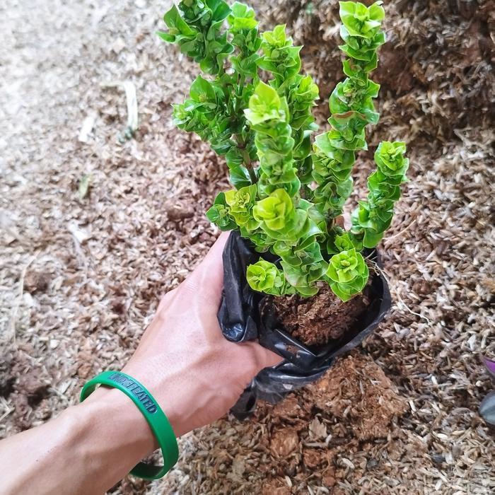 Jual bibit bunga asoka tusuk sate bunga merah | tanaman soka tusuk sate ...