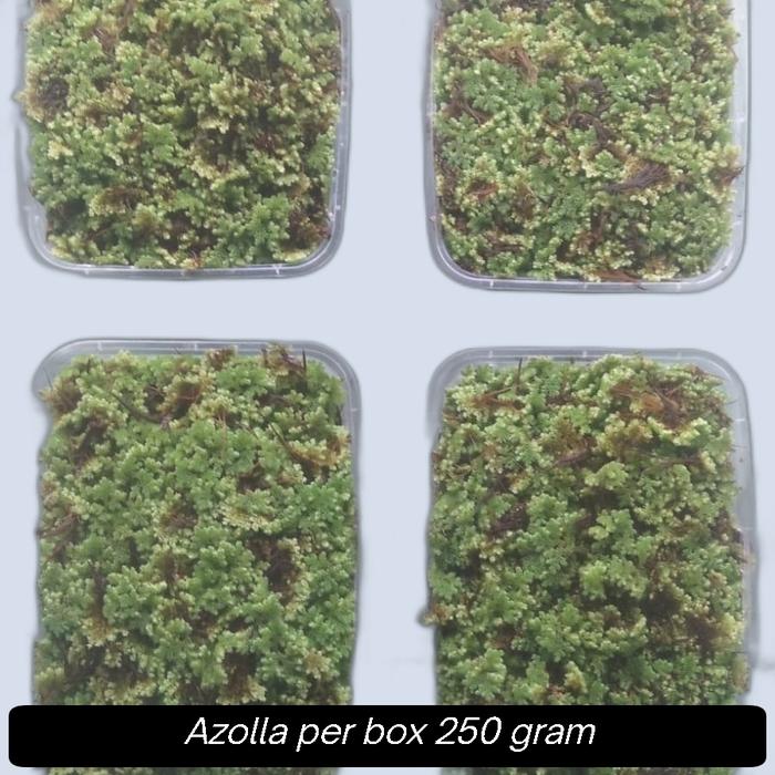 Jual azolla microphylla - Kab. Kendal - Ternak Lobster | Tokopedia