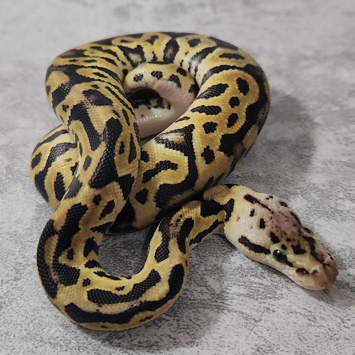 Jual ballpyhton ball python Leopard Pastel Double Het Clown Candino ...