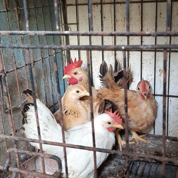Jual Ayam Hias Anakan Kate/Bantam Chocin/Kate Walik/Poland. - Jakarta ...