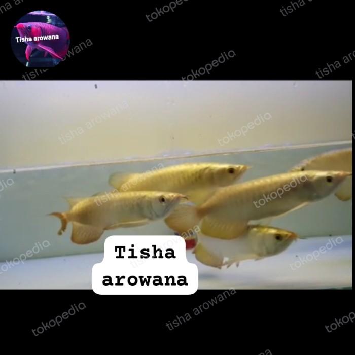 Jual arwana golden crossback 24k gold head malaysia - Jakarta Timur - tisha arowana | Tokopedia