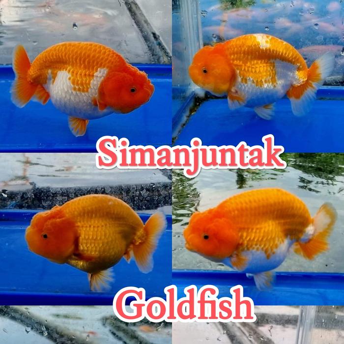 Jual ikan mas koki ranchu merah putih / ikan mas koki rancu / bahan ...