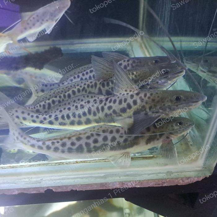 Jual ikan lele rare & exotic, Vulture Catfish - Kota Depok ...