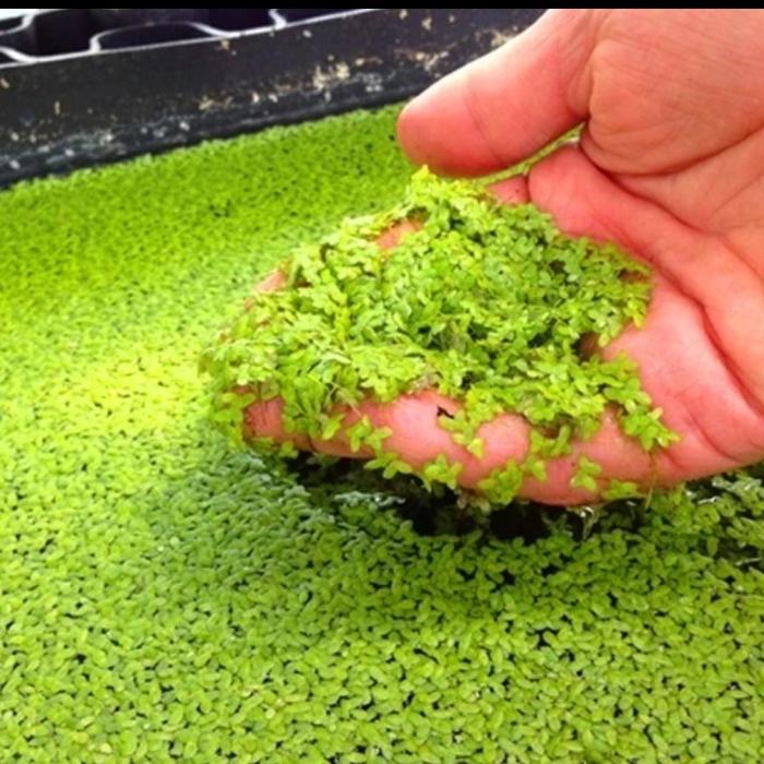 Jual tanaman air mata lele lemna/mata lele aquascape/duck weed/lemna ...