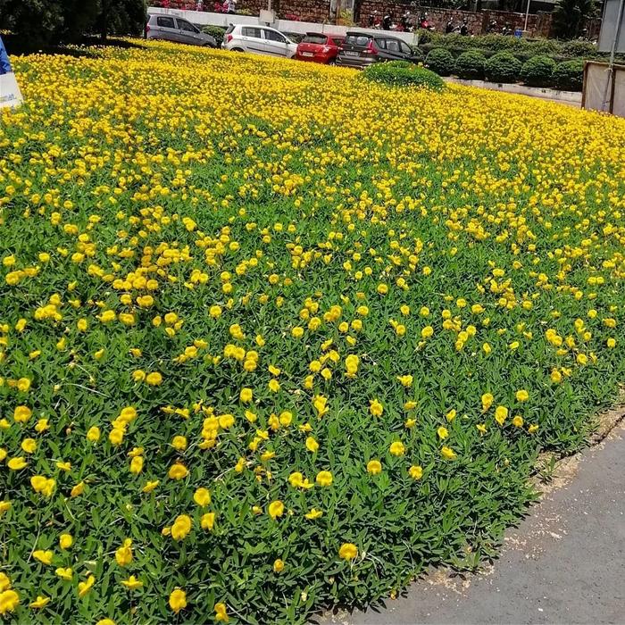 Jual tanaman kacang kacangan landep/pohon kacangan rumput - Kab. Bogor ...