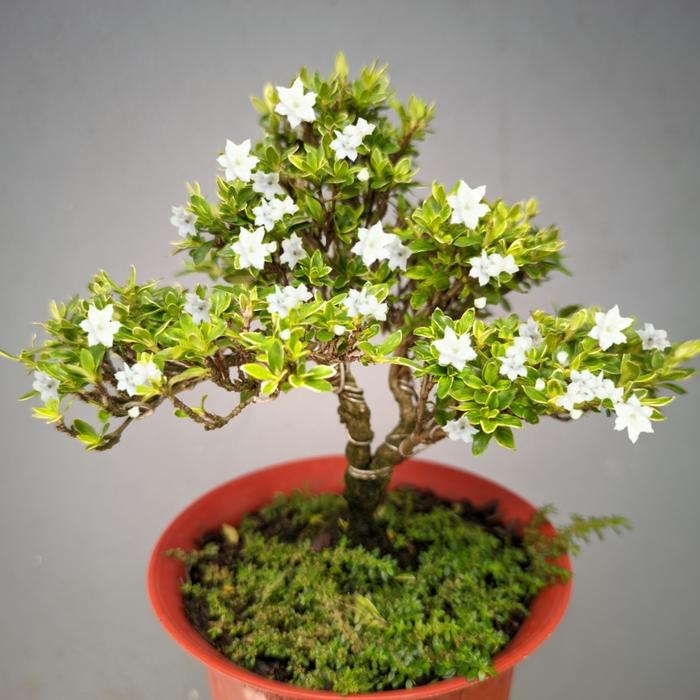 Jual Bonsai Mame Melati Jepang SERISA FOETIDA VARIEGATA MICRO GRATISS ...