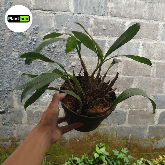 Jual Anggrek Eria Flavrscens - Kab. Wonosobo - PlantHub | Tokopedia