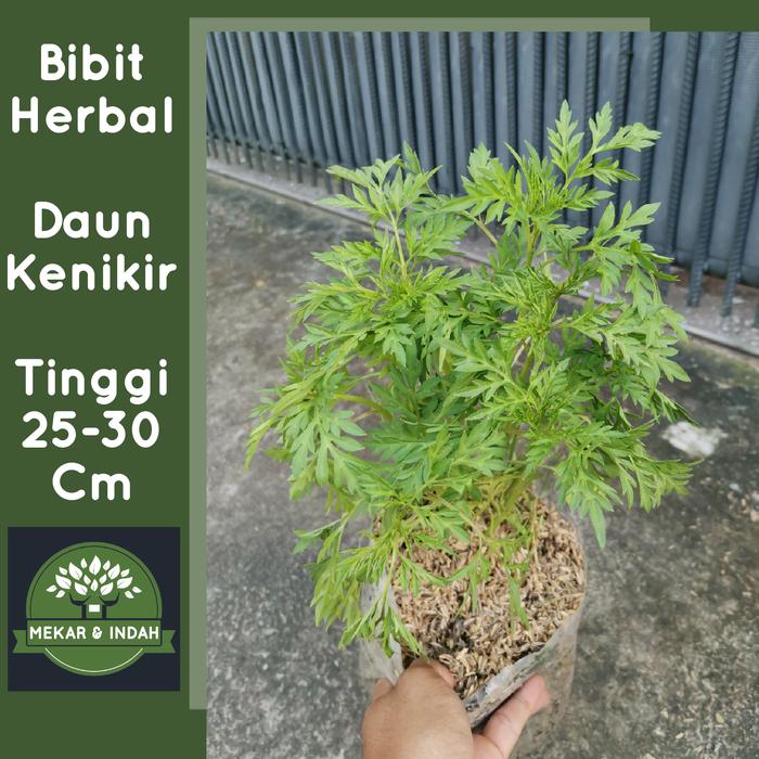 Jual bibit tanaman daun Kenikir, herbal Kenikir, pohon ulam raja ...