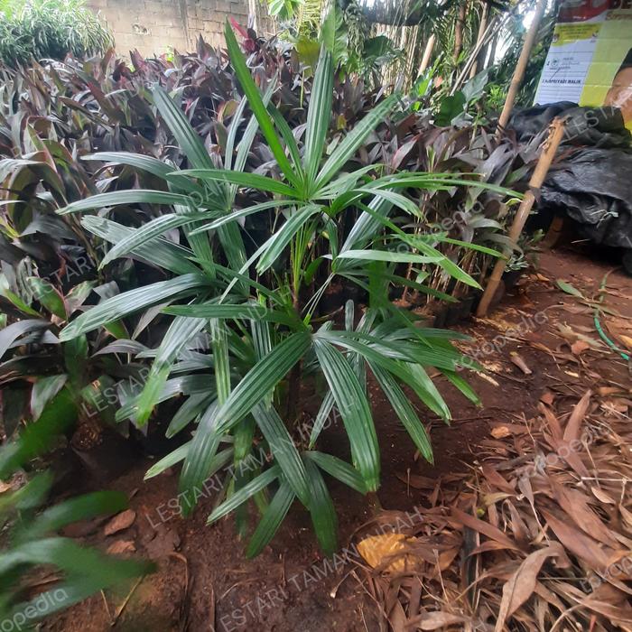 Jual tanaman hias palem waregu 1 meter pohon palm regu tinggi 1 meter ...