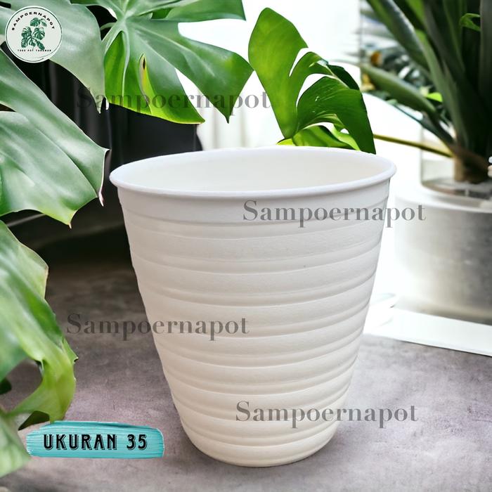 Promo POT BUNGA TANAMAN TINGGI TAWON PIRUS PUTIH ORIGINAL BUDI JAYA ...