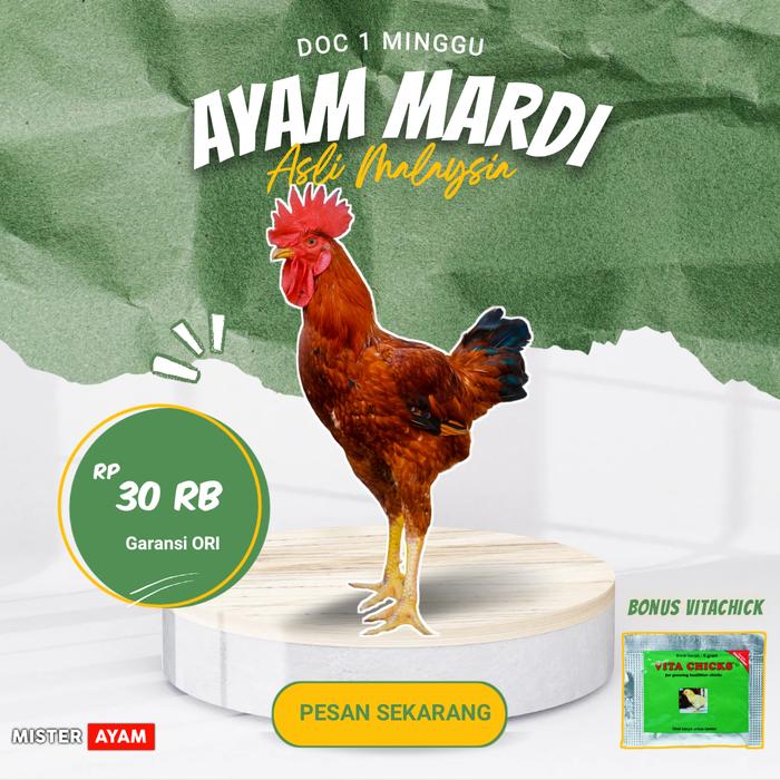 Jual DOC AYAM MARDI - Kab. Karawang - Mister Ayam Karawang | Tokopedia