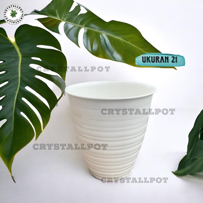 Promo POT BUNGA TANAMAN TINGGI TAWON PIRUS PUTIH ORIGINAL BUDI JAYA ...