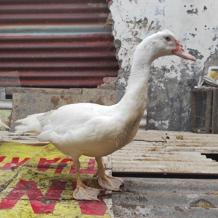 Jual entok minthi mentok jumbo leher panjang original - Kota Surabaya ...