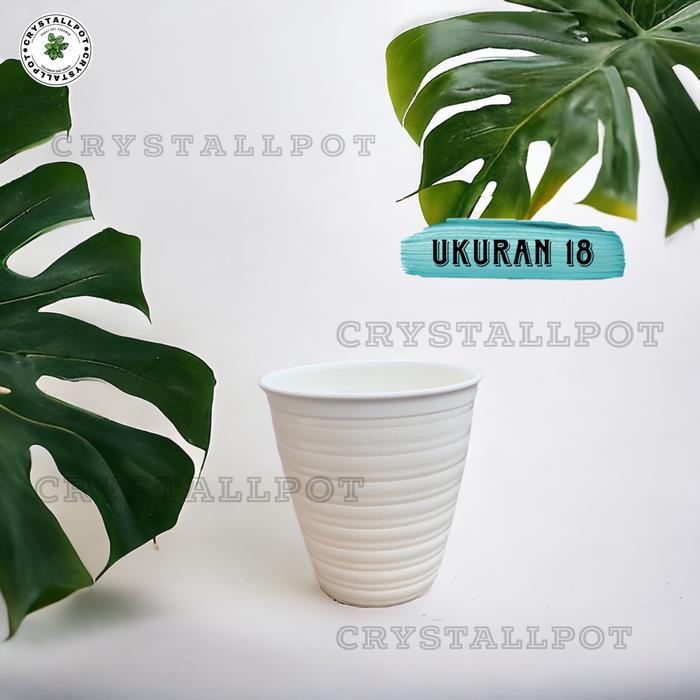 Promo POT BUNGA TANAMAN TINGGI TAWON PIRUS PUTIH ORIGINAL BUDI JAYA ...