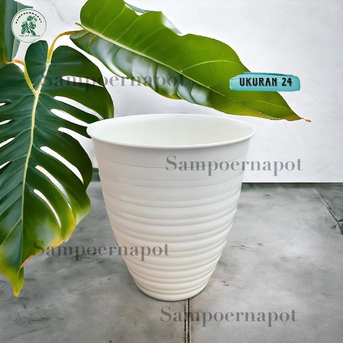 Promo POT BUNGA TANAMAN TINGGI TAWON PIRUS PUTIH ORIGINAL BUDI JAYA ...