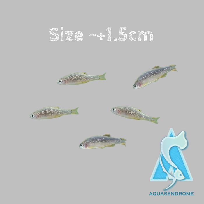 Jual Ikan Rasbora Galaxy/Ikan Hias Air Tawar Aquascape - Jakarta Barat ...
