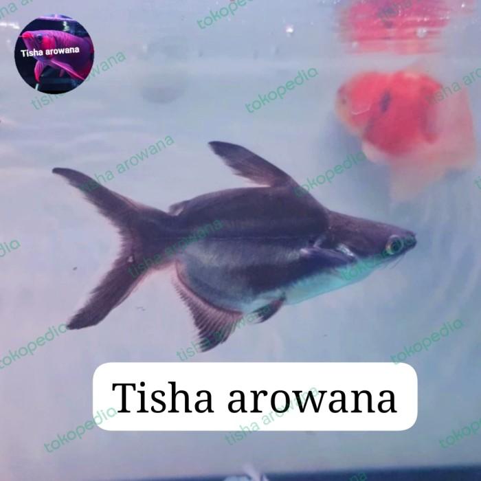 Jual ikan tankmate impor pangasius SB king short body grade A - Jakarta ...