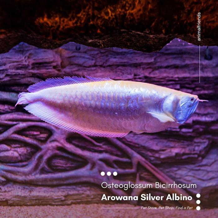 Promo Ikan Predator Arwana Silver Albino / Arowana Silver Albino Cicil ...
