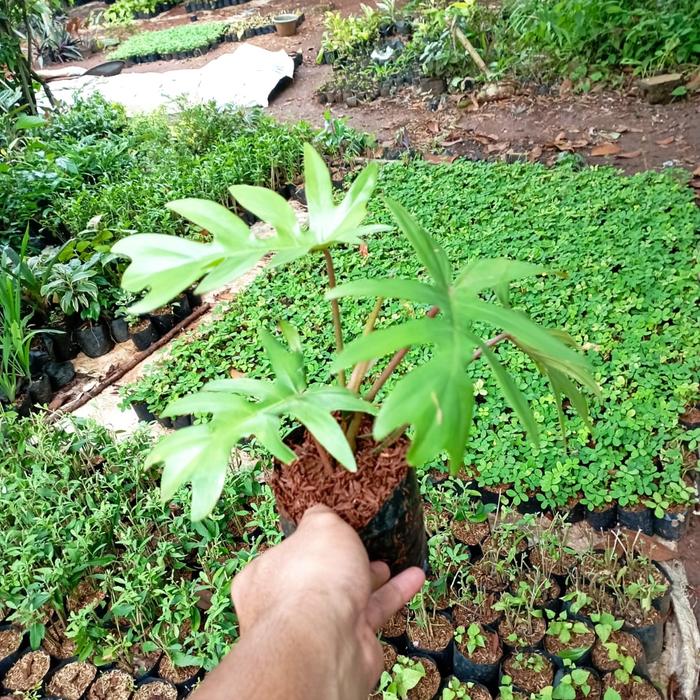 Jual tanaman hias philodendron mayoi - tanaman vertical philo mayoi ...