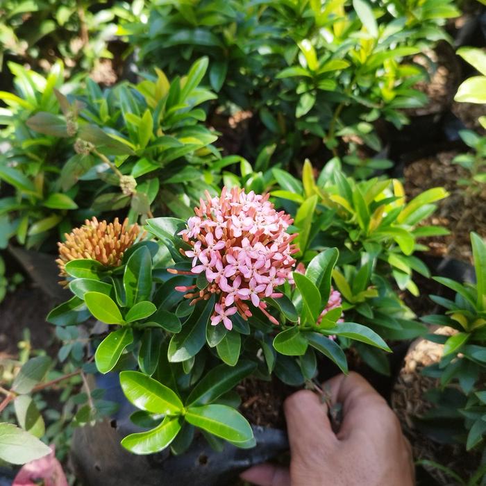 Jual tanaman hias asoka jambon bunga pink - pohon soka jambon asoka ...