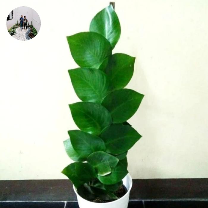 Jual Tanaman hias Daun Dolar/Tanaman merambat - Kota Tangerang Selatan ...