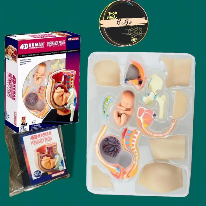 Jual Alat Peraga Manusia Pelvis Anatomi Model Skeleton - Kab. Bogor ...