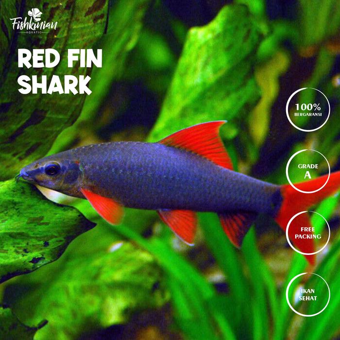 Promo IKAN HIAS AIR TAWAR AQUASCAPE AQUARIUM - RED FIN SHARK - Kota ...