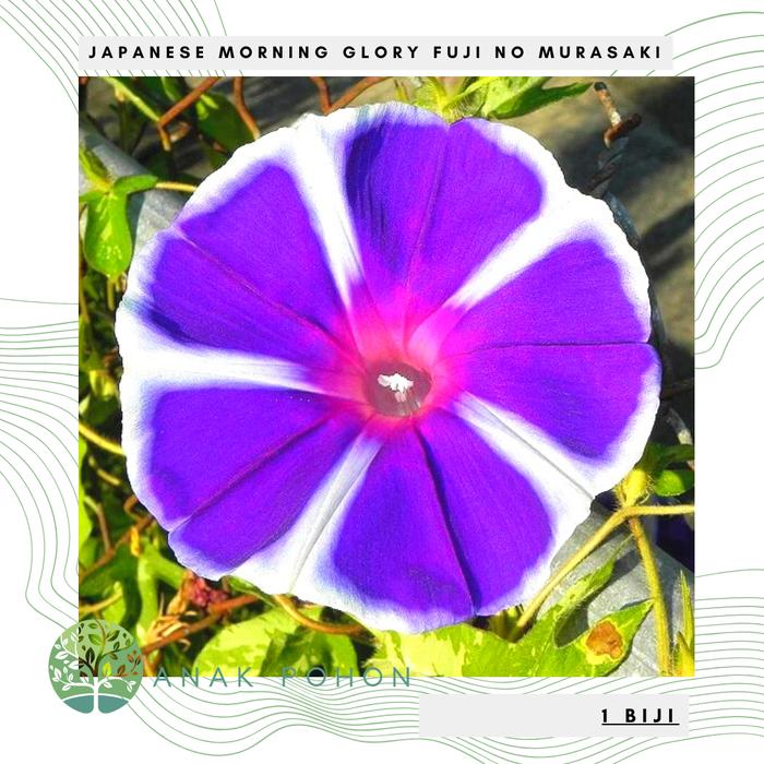 Jual (STOCK TERBATAS) Benih Bunga Japanese Morning Glory Seeds Warna ...