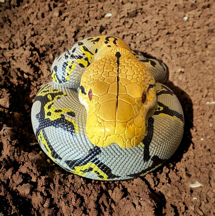 Jual Retic Python - Reticulated Python Resin Animal Heavenly Body ...