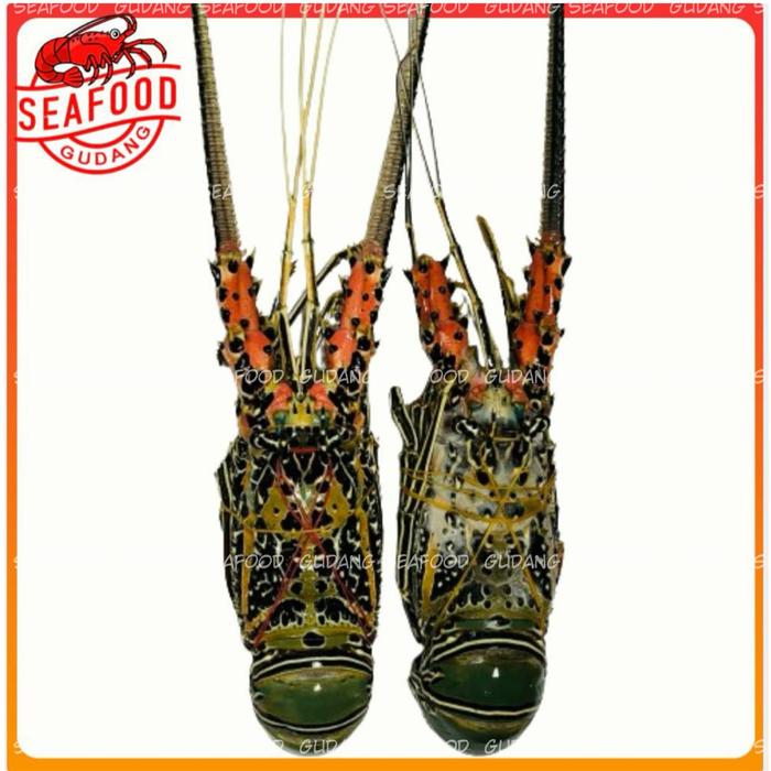 Jual LOBSTER LAUT FRESH FROZEN UK 1KG ISI 1 EKOR - Kota Tangerang ...