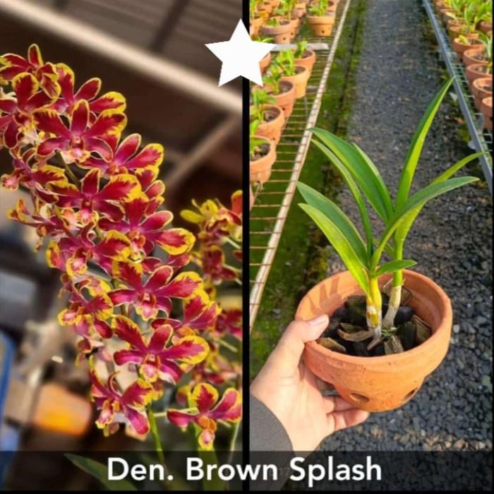 Jual anggrek den brown splash remaja - Kota Bogor - refinaflora | Tokopedia
