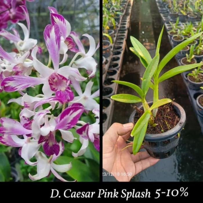 Jual anggrek dendrobium Caesar pink splash remaja - Kota Bogor ...