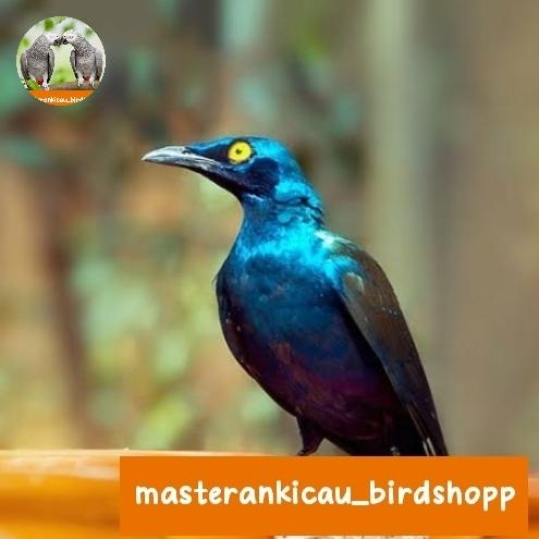 Jual burung jalak Africa import sultan mewah mempesona - Jakarta Timur ...