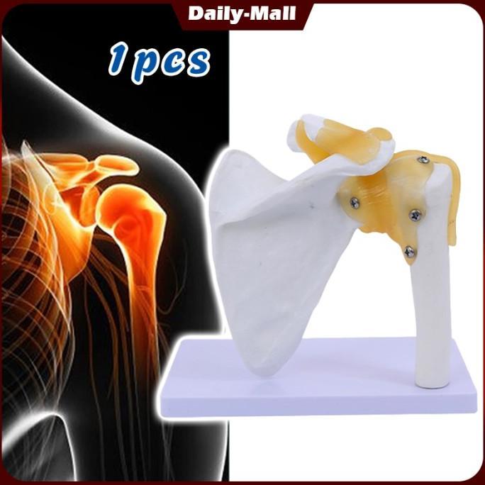 Jual Hidup Anatomi Manusia Kerangka Anatomi Bahu Model Otot Tulang ...