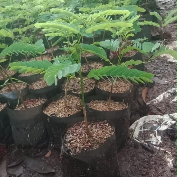 Jual Bibit Tanaman Hias Solobium Pohon Pakis Brazil Tinggi 20-40cm ...