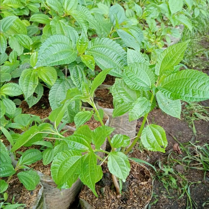 Jual pohon tanaman poh pohan tanaman lalapan - Kab. Bandung Barat ...