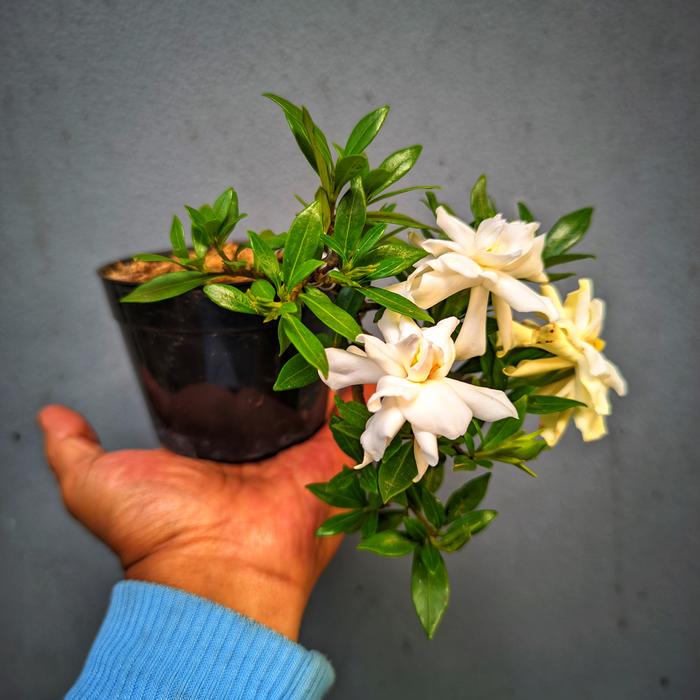 Jual Bonsai Mini Bonsai Melati Kacapiring Micro Siap berbunga Harum ...