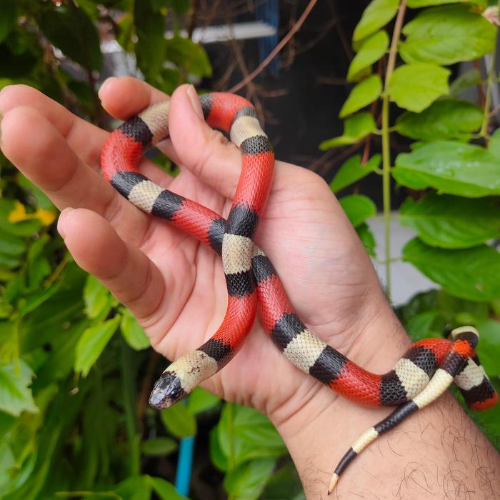 Jual pueblan milksnake no cornsnake king snake python - Jakarta Timur ...