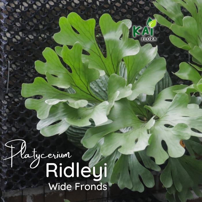 Jual Platycerium Ridleyi cv. Wide Fronds Form - Kab. Bandung - Kai ...