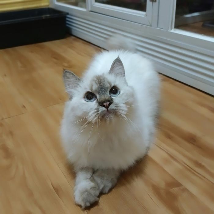 Jual kucing persian himalayan lynx point blue eyes betina gembul - Kota ...