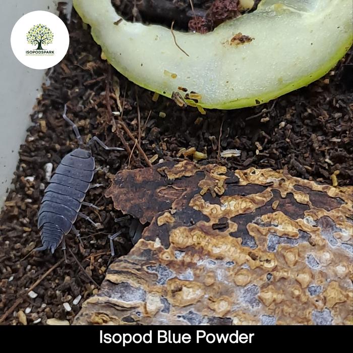 Jual Isopod blue powder - Kab. Karawang - IsopodsPark | Tokopedia