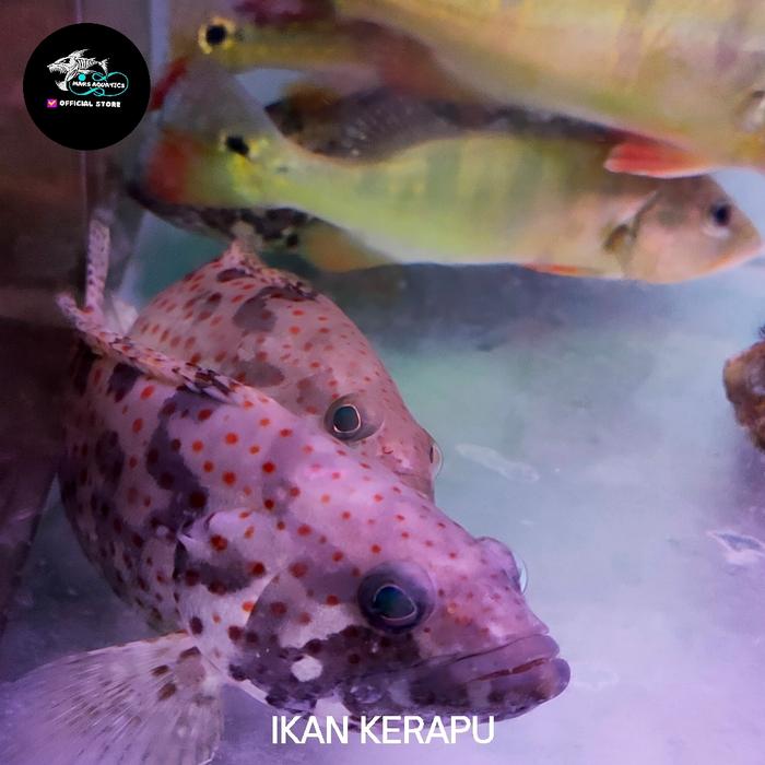Jual IKAN HIAS IKAN KERAPU FRESHWATER TANKMATE - Jakarta Barat - Mars ...