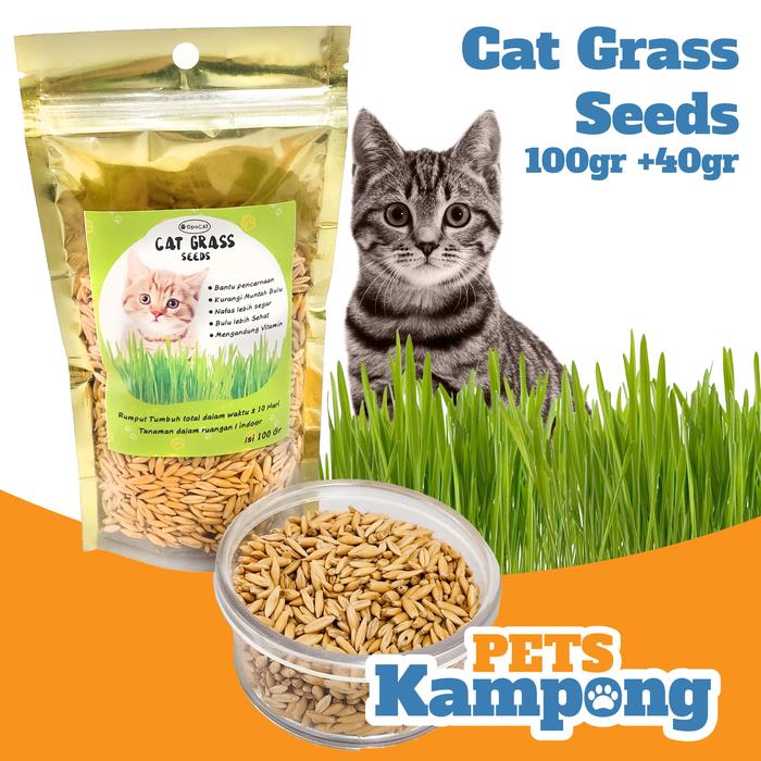 Jual Biji Rumput kucing Cat Grass seeds - Jakarta Utara - Pets Kampong ...