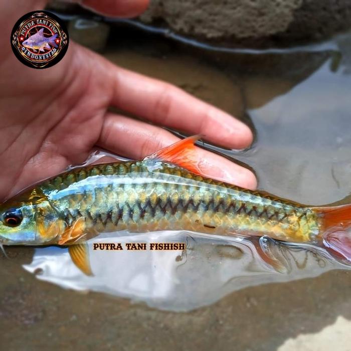 Jual mahseer/ neo lempon ukuran 13-15cm - Kab. Pemalang - Putra tani ...