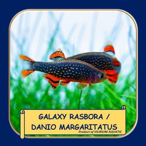 Jual IKAN HIAS AIR TAWAR - RASBORA GALAXY / PEARL DANIO - Jakarta Pusat ...