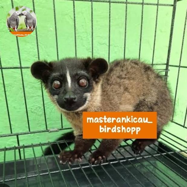 Jual musang akarr remaja jinak total mewah mempesona langka - Jakarta ...