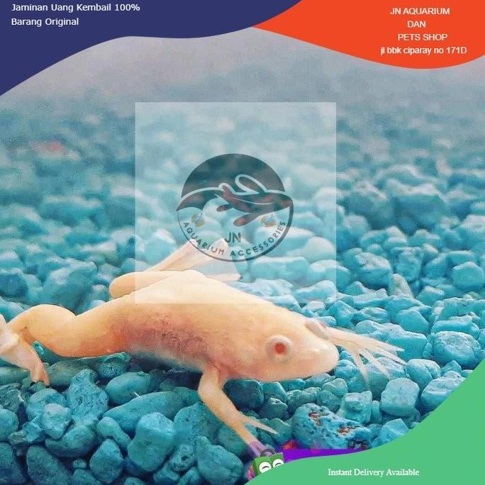 Jual NEW Katak Air Albino Afrika / African Dwarf Frog / Katak Hias ...